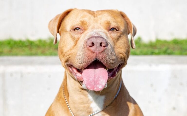 Golden Retriever Pitbull Mix Guide: 27 Things to Know Before Getting ...