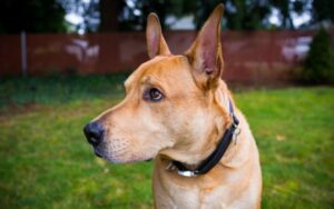 Golden Retriever Pitbull Mix Guide: 27 Things to Know Before Getting ...