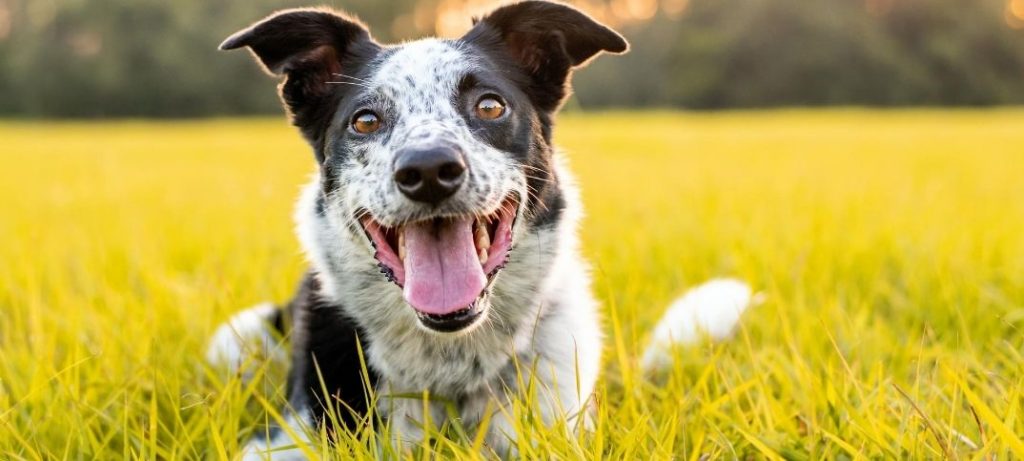Border Collie Pitbull Mix Guide: 24 Things to Know Before Getting a ...