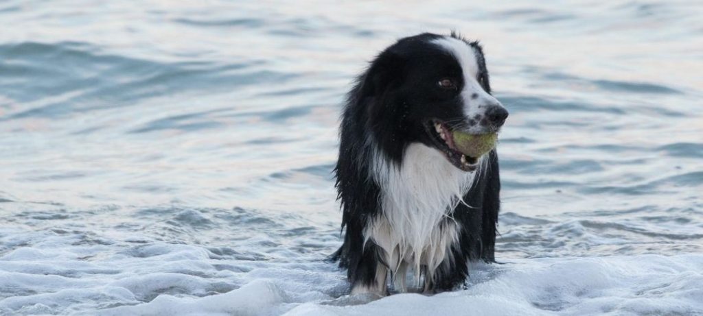 Guía de la mezcla de Border Collie y Pitbull: 24 cosas que hay que ...