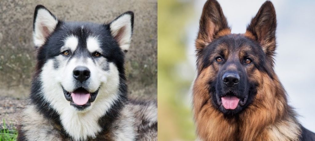 Pets – Green Garage